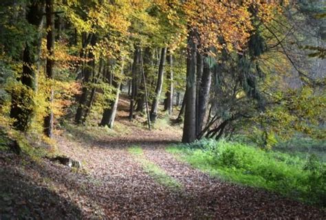 Ecosistema Forestal Qué Es Características Flora Y Fauna Tipos De