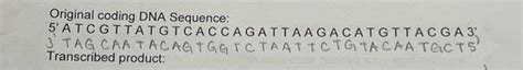Solved Original Coding Dna Sequence 5 A Tcgtttatggtc A C C