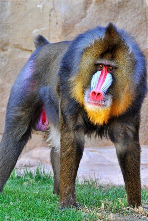 Baboon Butt