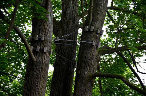 Professional Tree Cabling Service Protect Your Trees
