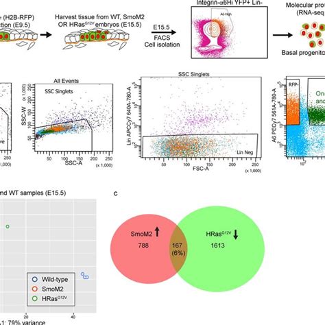 Facs Sorting Strategy And Rna Sequencing Analysis Of Smom2 And Hrasg12v