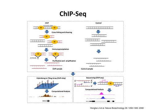 Ppt Special Topics In Genomics Powerpoint Presentation Free Download Id16006 Ppt Special Topics In Genomics Powerpoint Presentation Free Download Id16006
