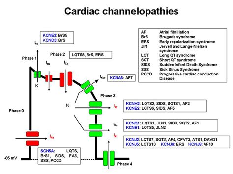 Ventricular Action Potential