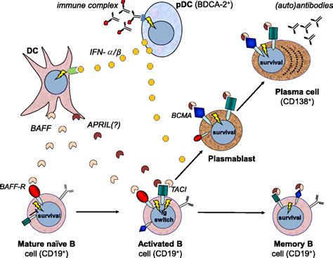Schematic Illustration Of Suggested Interaction Of Dendritic Cells