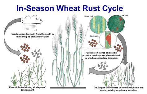 Describe The Life Cycle Of Wheat Rust