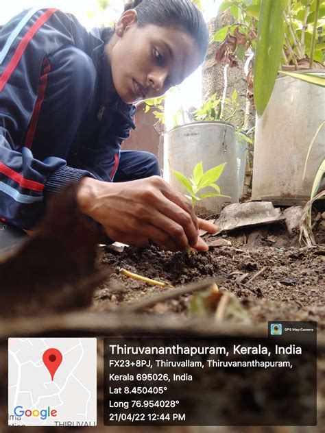 Poster Tree Plantation India NCC