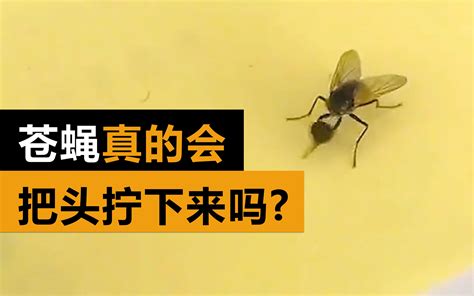 苍蝇真的会把头拧下来吗我用一万个苍蝇蛹做了独一无二的实验 哔哩哔哩