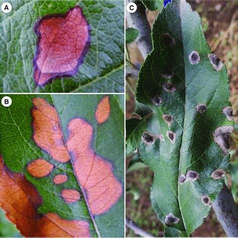 Alternaria Leaf Spot A And B Leaf Necrosis In Early Infection C