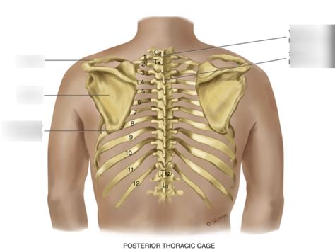 Posterior Thoracic Landmarks Diagram Quizlet