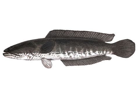 Snakehead Haruan Fishing The Philippines