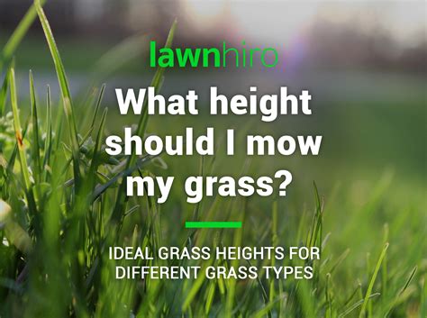 ideal mowing height for bermuda grass at nathan lozano blog
