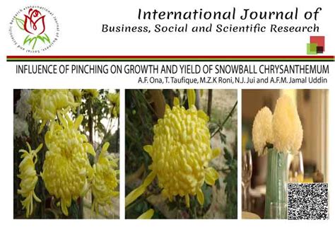 Influence Of Pinching On Growth And Yield Of Snowball Chrysanthemum