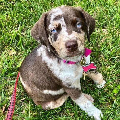 23 Australian Shepherd Mixes Meet Cute Aussie Dog Breeds