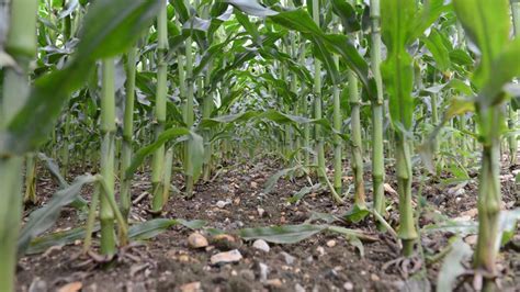 How To Manage Your Maize For Super High Yield