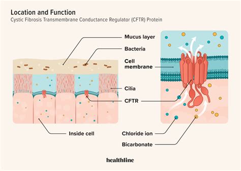 Cystic Fibrosis Genetic Testing
