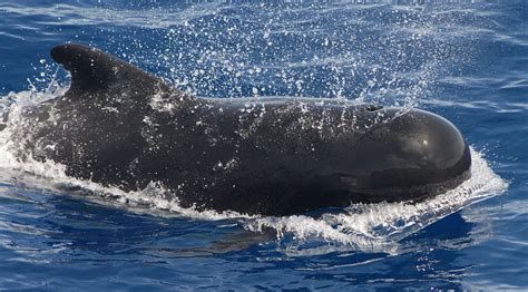 Whales Tail Charters Pilot Whales Learn More Now Book Online