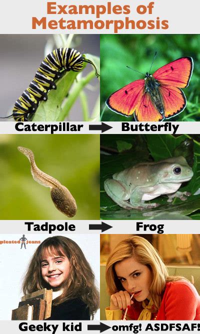 Examples Of Metamorphosis