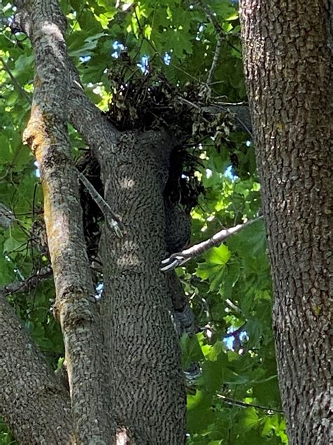 Cabling Bracing Campbell Tree Experts Inc