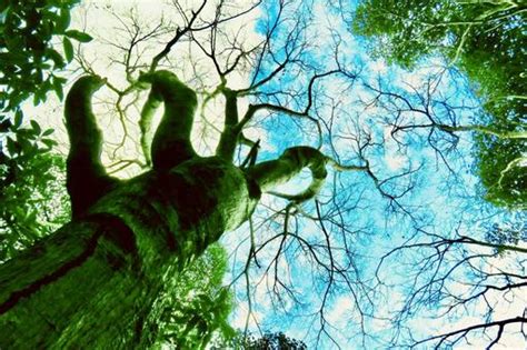 ねじれ木の写真素材｜写真素材なら「写真ac」無料（フリー）ダウンロードok