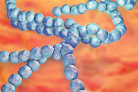 Streptococcus Mutans