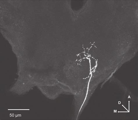 Axonal Projection Of Single Maxillary Mrn To Sog Triple Arrows Show Download Scientific