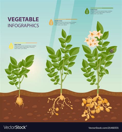 Infographic Or Infochart Of Potato Growth Stages Vector Image