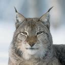 Canadian Lynx Vs Eurasian Lynx