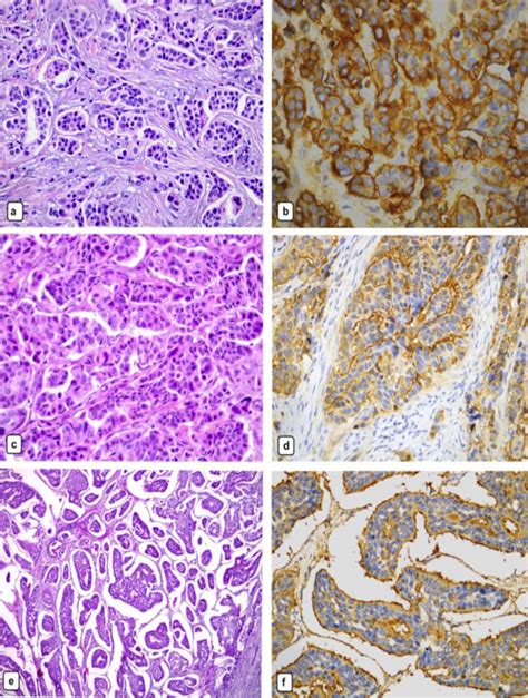 Jcpsp Journal Of College Of Physicians And Surgeons Pakistan