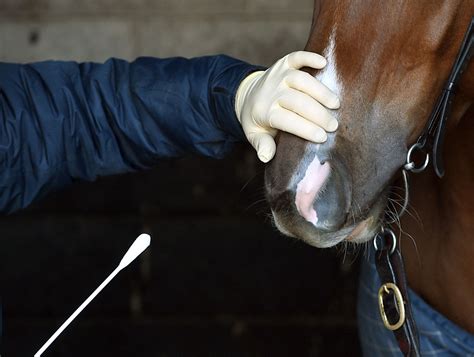 Equine Influenza