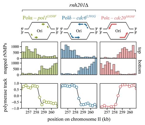 General Pu Seq Analysis Top Panel Cartoon Representation Of Polα
