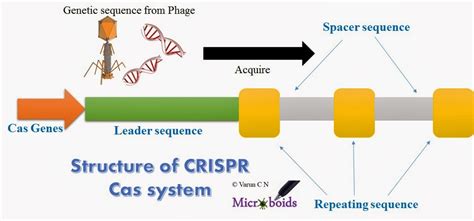 Clustered Regularly Interspaced Short Palindromic Repeats Crispr