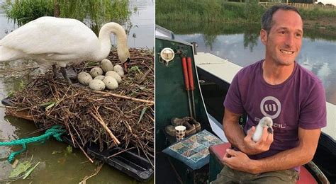 След като 10 години лебед губи малките си мъж построява сал за да спаси яйцата й