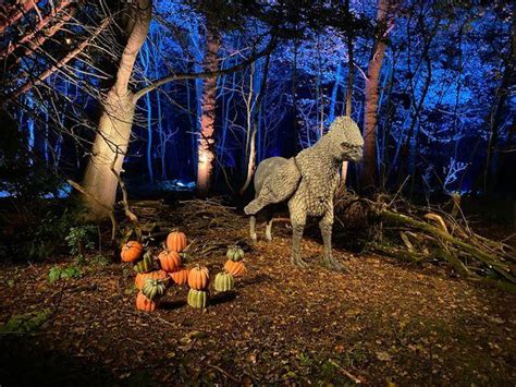 Ip加持《哈利波特：禁林体验》出道即巅峰 知乎