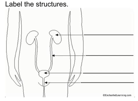 Solved Label The Structures Enchanted Learning Com Chegg Com