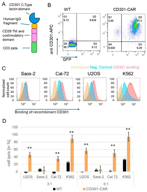 Glycan Structures In Osteosarcoma As Targets For Lectin Based Chimeric Antigen Receptor