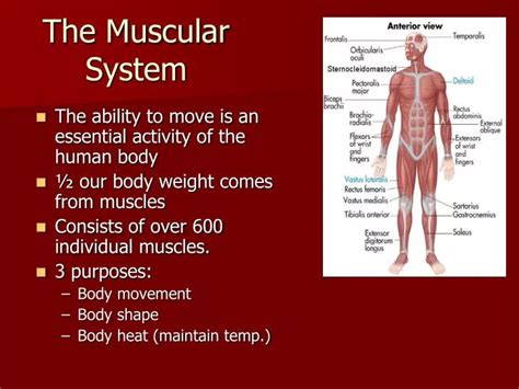 Ppt The Muscular System Powerpoint Presentation Free Download Id