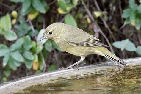 Orange Crowned Warbler Identification And Overview