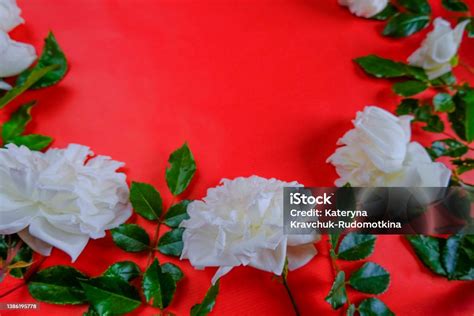빨간색 배경에 흰색 장미와 녹색 가지의 프레임 공간을 복사합니다 맨 위 보기입니다 꽃 모형 인사말 카드 미용 화장품 빨간색 배경에 대한 스톡 사진 및 기타 이미지 Istock