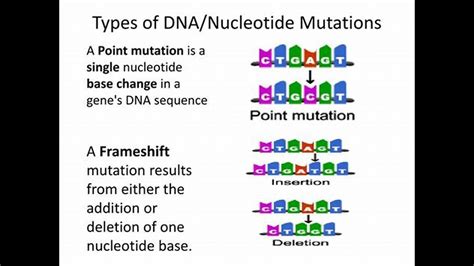 Genetic Mutation I In Bangla Point Mutation Frameshifttriplet Repeat