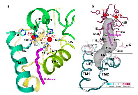 Enzyme Chemical Structure