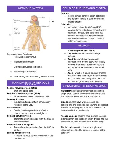 Anaphy Reviewer Semi Finals Pdf Chemical Synapse Action Potential