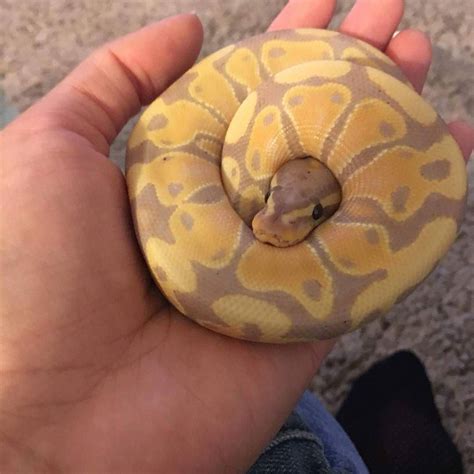 Introducing Monty The Banana Morph Ball Python