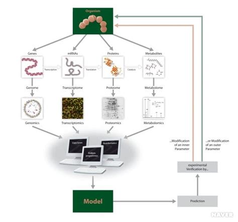 단백질체 시보드위키