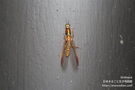 キカマキリモドキ 日本まるごと生き物図鑑