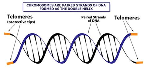 Telomerase Activation With Ta 65 Dr Vernon Williams Md