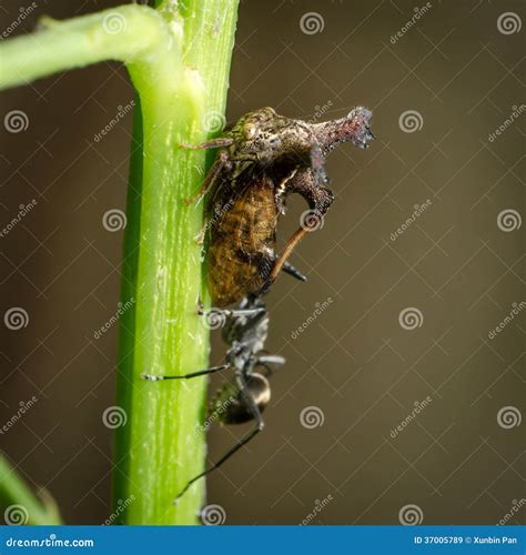 Insect Ant And Thorn Mimic Horn Stock Image Image Of Leafs Color