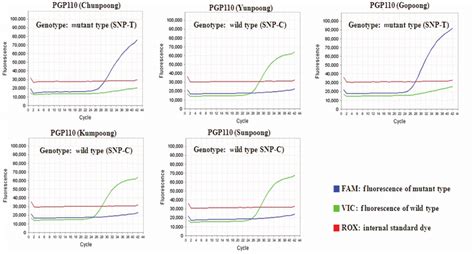 Single Nucleotide Polymorphism Snp Detection Of Five Ginseng Download Scientific Diagram