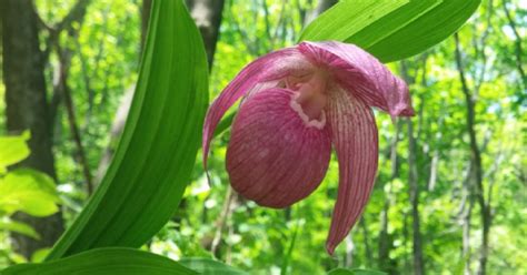 멸종위기 복주머니난 경북 영양 자생지 발견