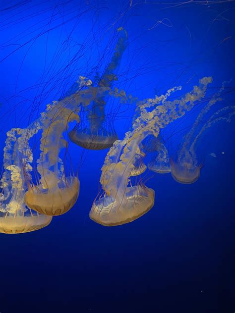 Aquarium Combined Object Detection Model V5 2023 02 21 154pm By Roboflow