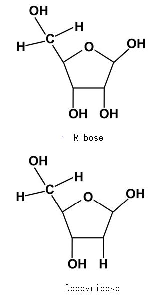 Ribose And Deoxyribose Structure